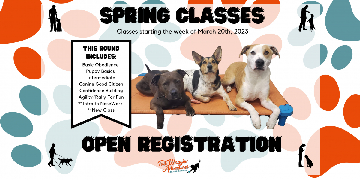 Tail Waggin' Adventures – Doggy Daycare, Boarding, & Training Center