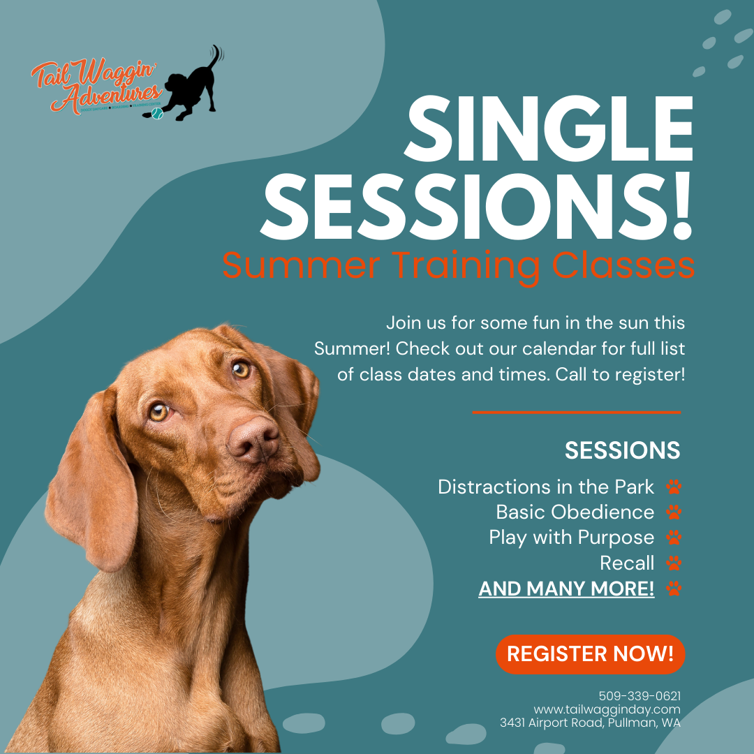 Tail Waggin' Adventures – Doggy Daycare, Boarding, & Training Center